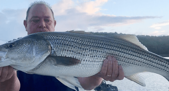 Wicked Fall Striper Fishing on Lake Hiwassee | Coastal Angler & The ...