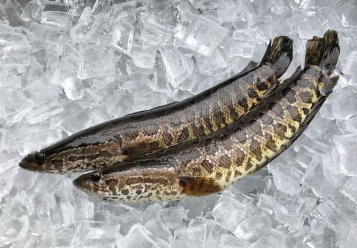 ‘Kill it immediately’: 3-foot long fish that can live on land found in ...
