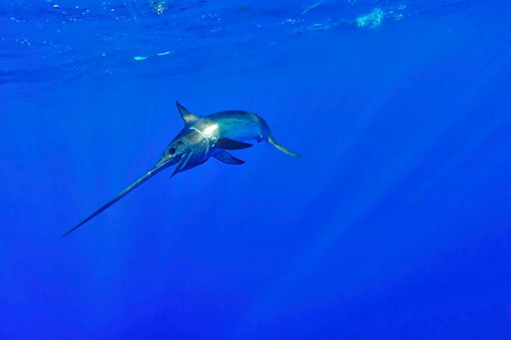 The Surprising Story of Swordfish You May Not Know - Coastal Angler ...