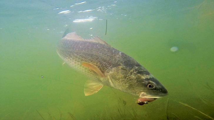 Fabulous Fall On The Texas Gulf Coast - Coastal Angler & The Angler ...