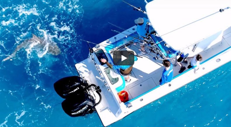 An Electrifying Attack | Coastal Angler & The Angler Magazine