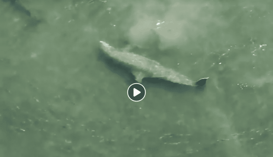 The Art of Kicking Fish - Coastal Angler & The Angler Magazine