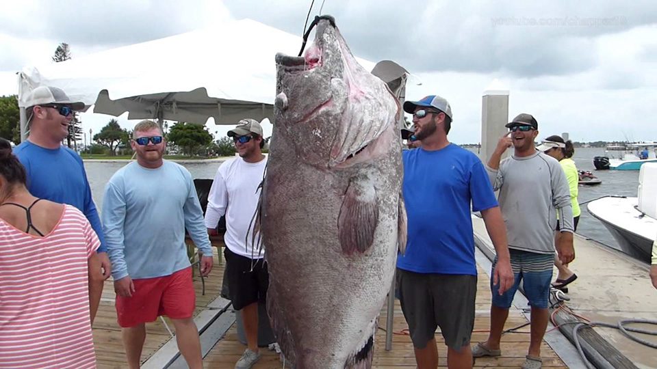 350-lb Warsaw grouper caught by hook-and-line - Coastal Angler & The ...