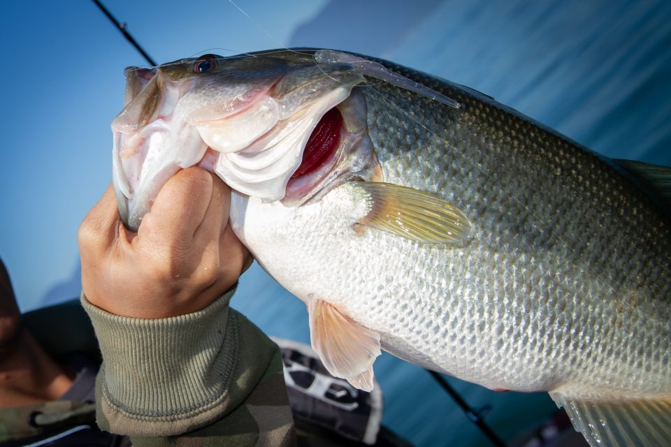 Pro Bass Fishing Season is Back! - Coastal Angler & The Angler Magazine