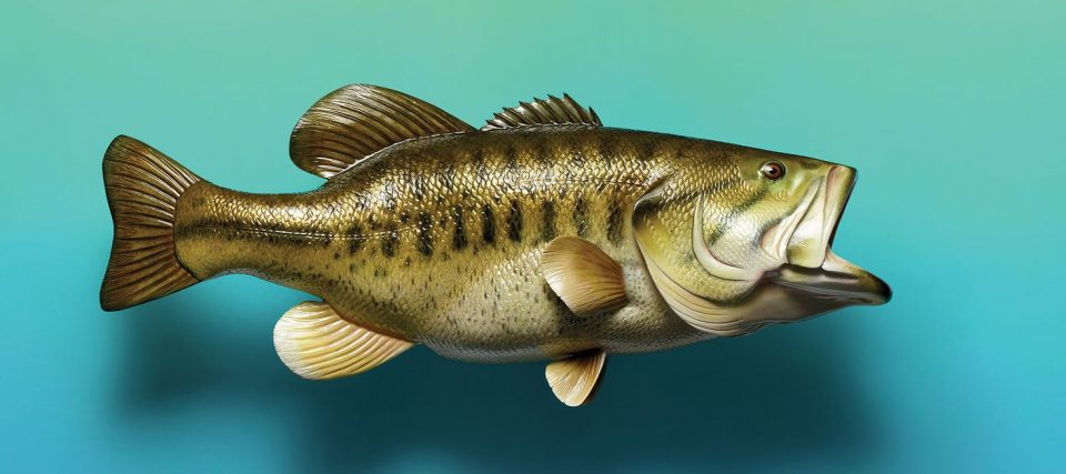 Look at the Big Brain on Bass - Coastal Angler & The Angler Magazine