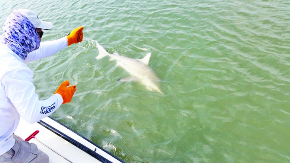 Charleston JUNE Fishing Forecast By Capt. Mark Phelps - Coastal Angler ...