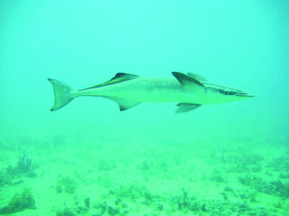 Unexpected - Coastal Angler & The Angler Magazine