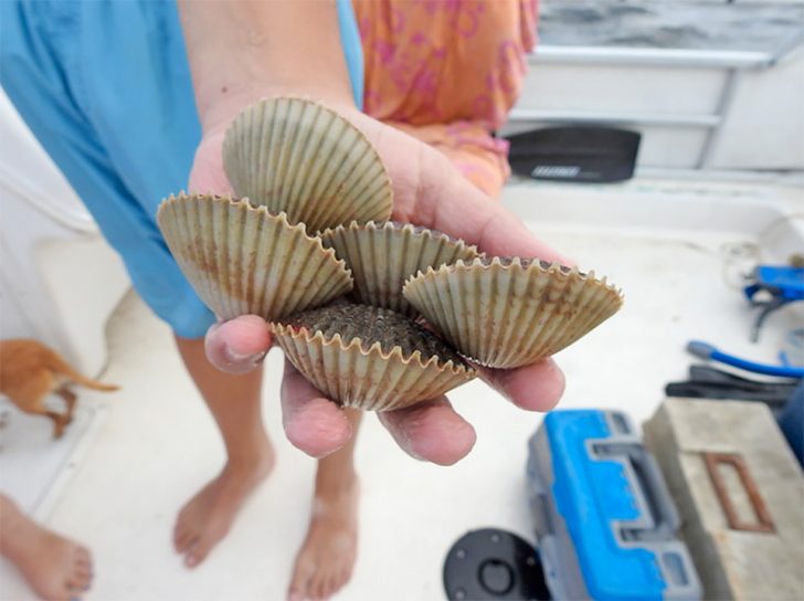 2020 Scallop Season Opens on Florida’s Big Bend June 15 - Coastal ...