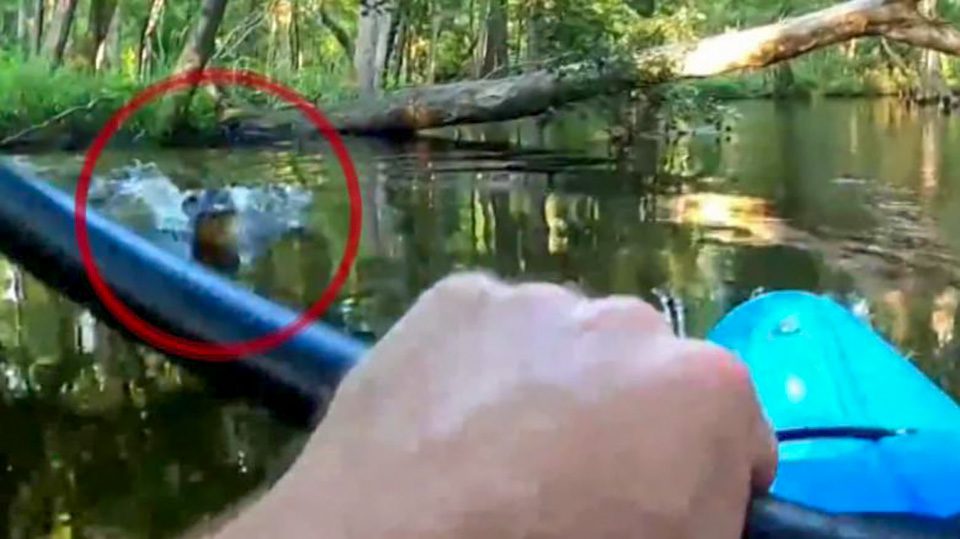 Alligator Charges Kayaker - Coastal Angler & The Angler Magazine