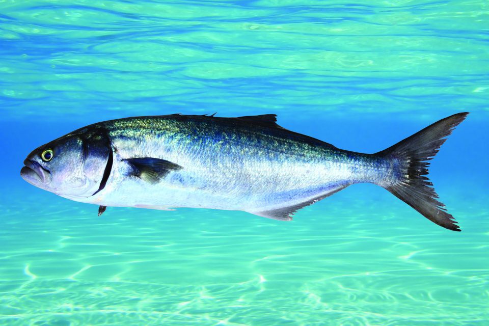 Do Fishing Miracles Happen? - Coastal Angler & The Angler Magazine