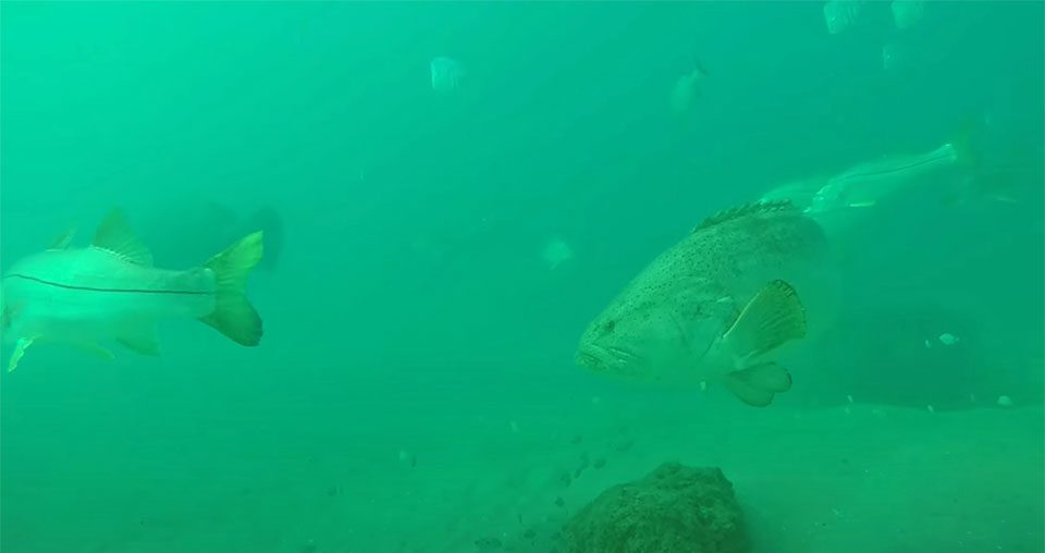 Sebastian Inlet North Tip Dive | Coastal Angler & The Angler Magazine