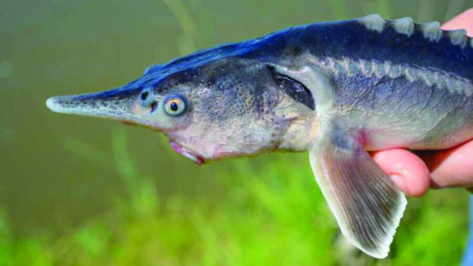 SCIENTISTS ACCIDENTALLY CREATE NEW FISH HYBRID - Coastal Angler & The ...