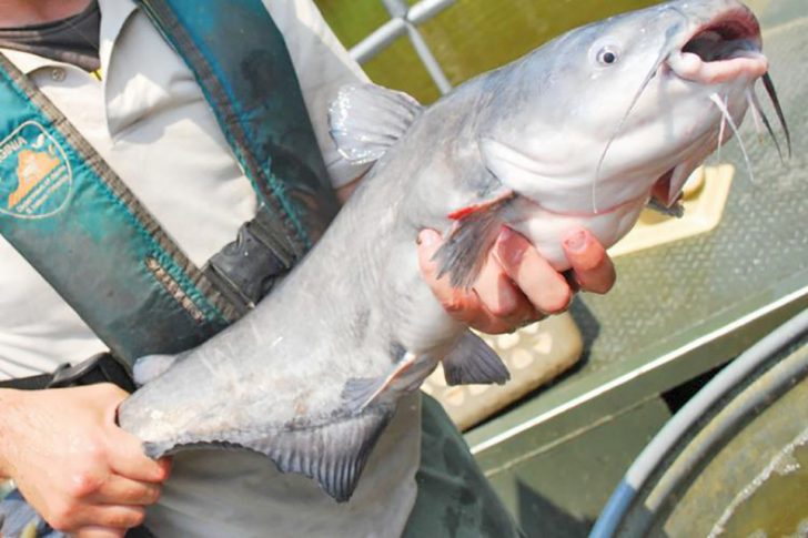 Blue Catfish: Invasive and Delicious - Coastal Angler & The Angler Magazine