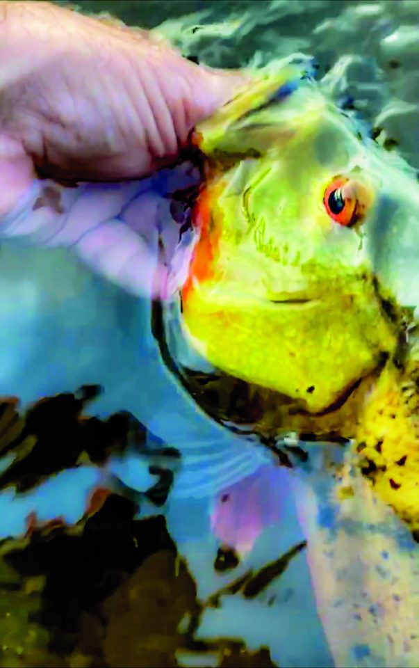 Palm Beach Peacocks - Coastal Angler & The Angler Magazine