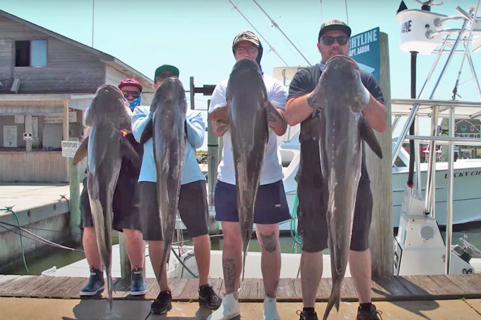 All Time COBIA FISHING! - Coastal Angler & The Angler Magazine