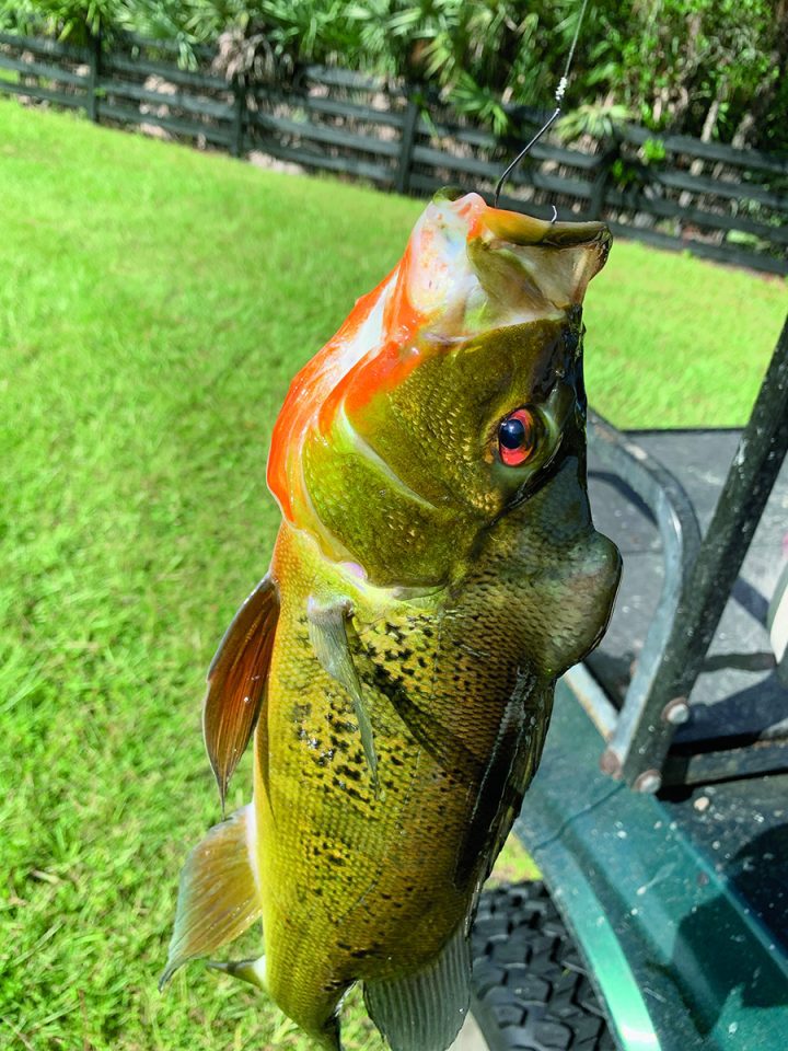 Jr. Angler: Dec. 2020 - Coastal Angler & The Angler Magazine