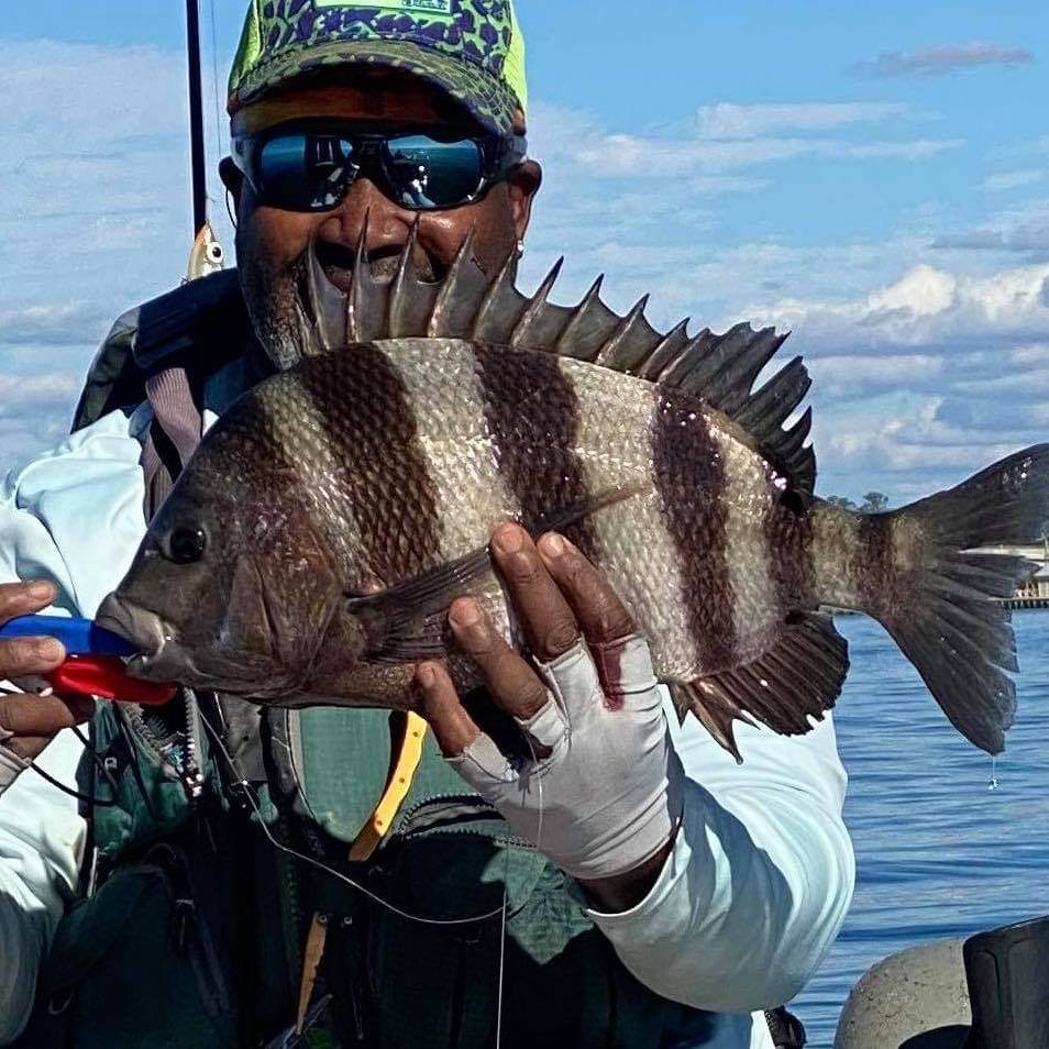Sheepshead in Pascagoula, River. - Coastal Angler & The Angler Magazine