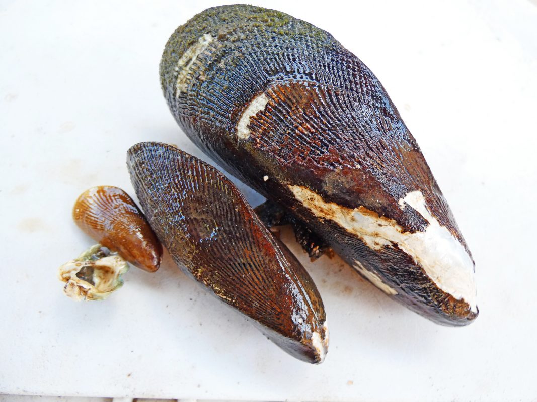 How To Target BIG Sheepshead - Coastal Angler & The Angler Magazine