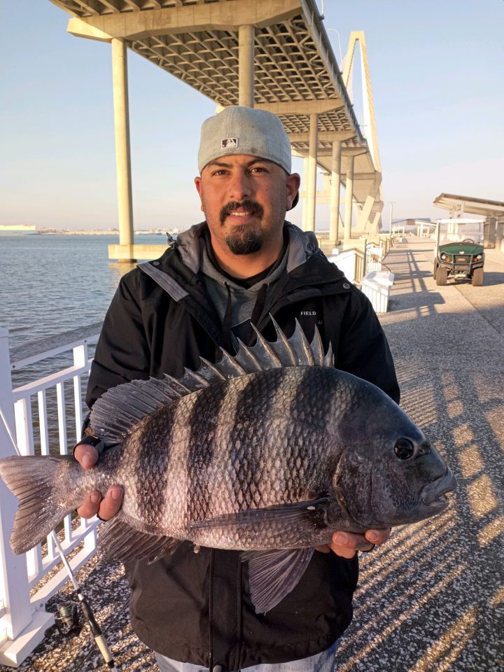 Mt Pleasant Pier January Fishing Forecast - Coastal Angler & The Angler ...