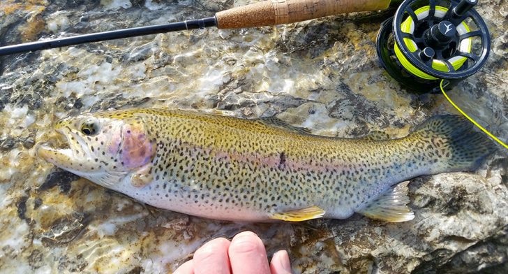 Wild or Hatchery Trout? - Coastal Angler & The Angler Magazine