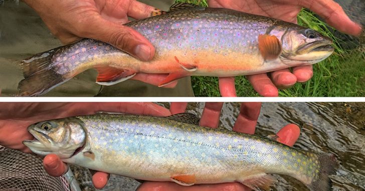 Wild or Hatchery Trout? - Coastal Angler & The Angler Magazine