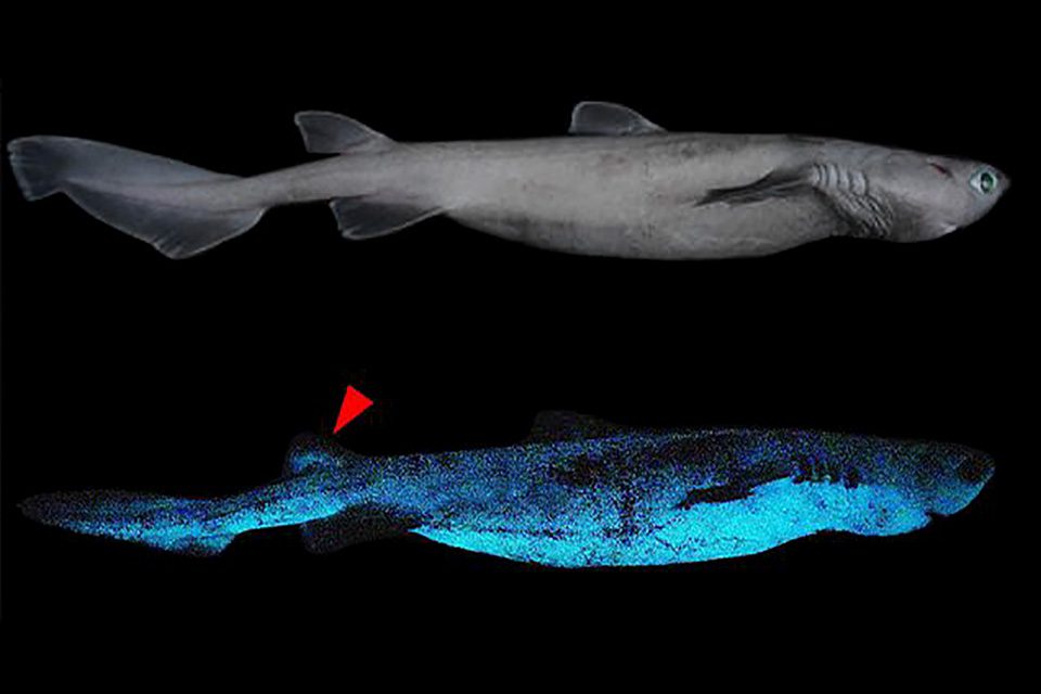 New Species Of Glowing Sharks Found! - Coastal Angler & The Angler Magazine