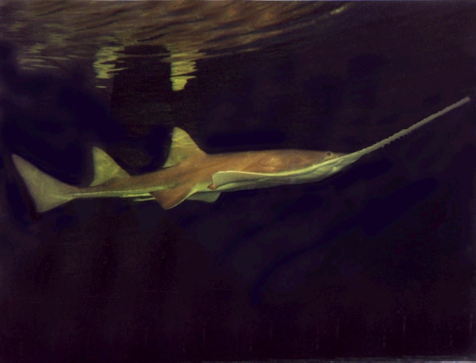 SawFish News - Coastal Angler & The Angler Magazine