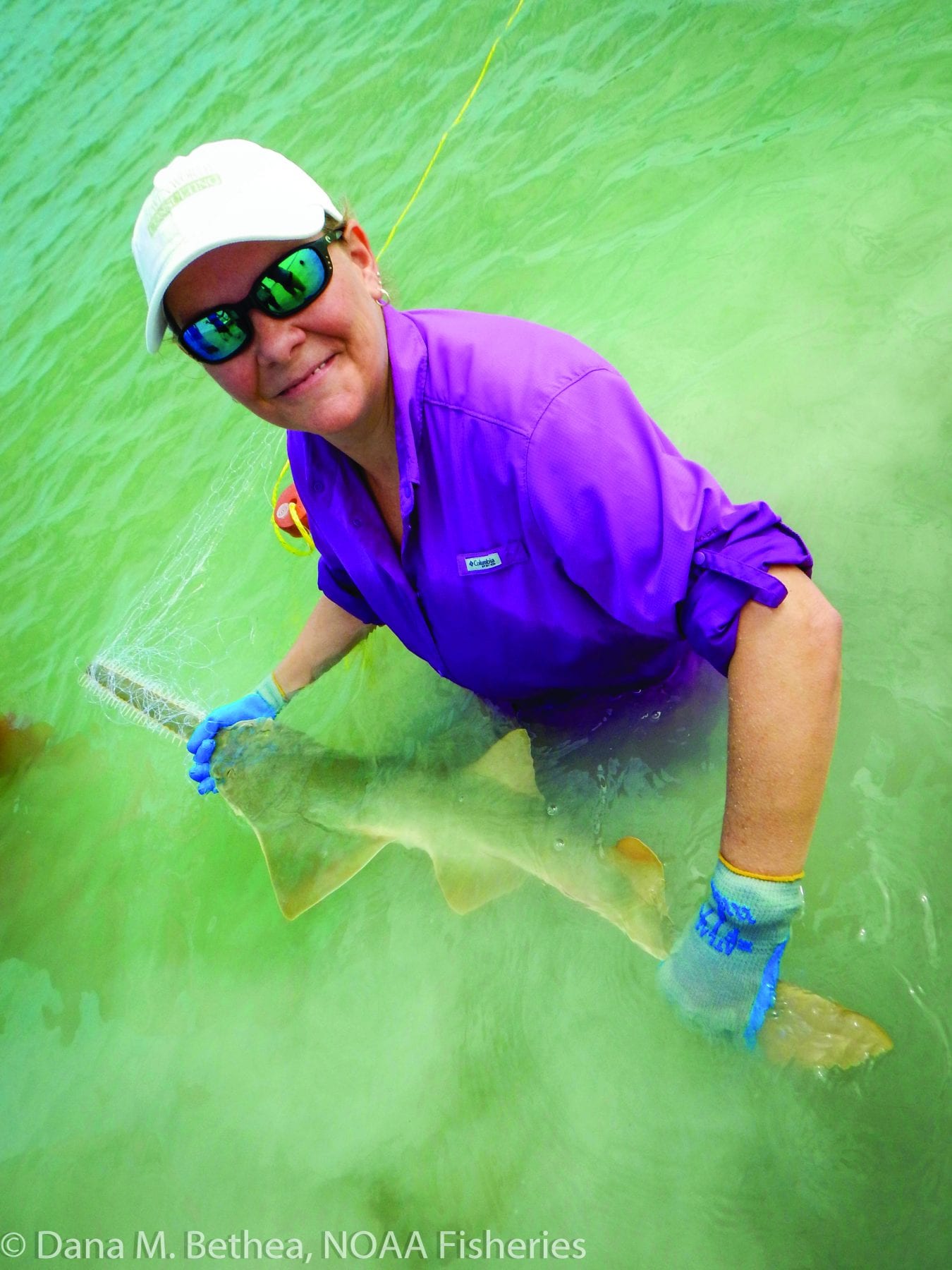 Local Scientist Seeks Your Help with Endangered Sawfish Research ...