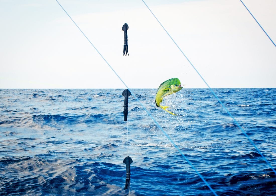 South Carolina Billfishing & Offshore Report - Coastal Angler & The ...