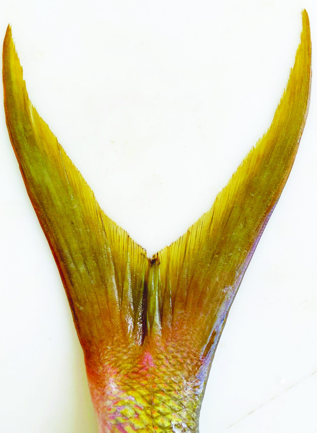 Fish of Florida: Yellowtail Snapper - Coastal Angler & The Angler Magazine