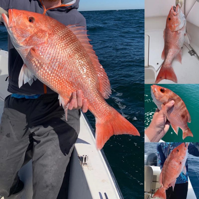 Fish School: Snapper Identification - Coastal Angler & The Angler Magazine