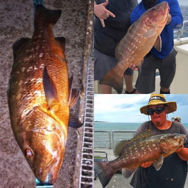 Fish School: Snapper Identification - Coastal Angler & The Angler Magazine