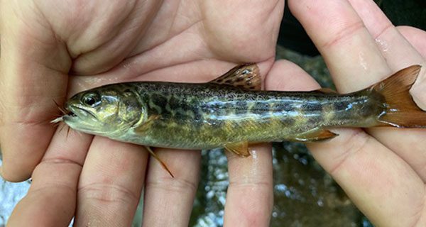 Tiger Trout, Nature’s Pink Unicorn | Coastal Angler & The Angler Magazine