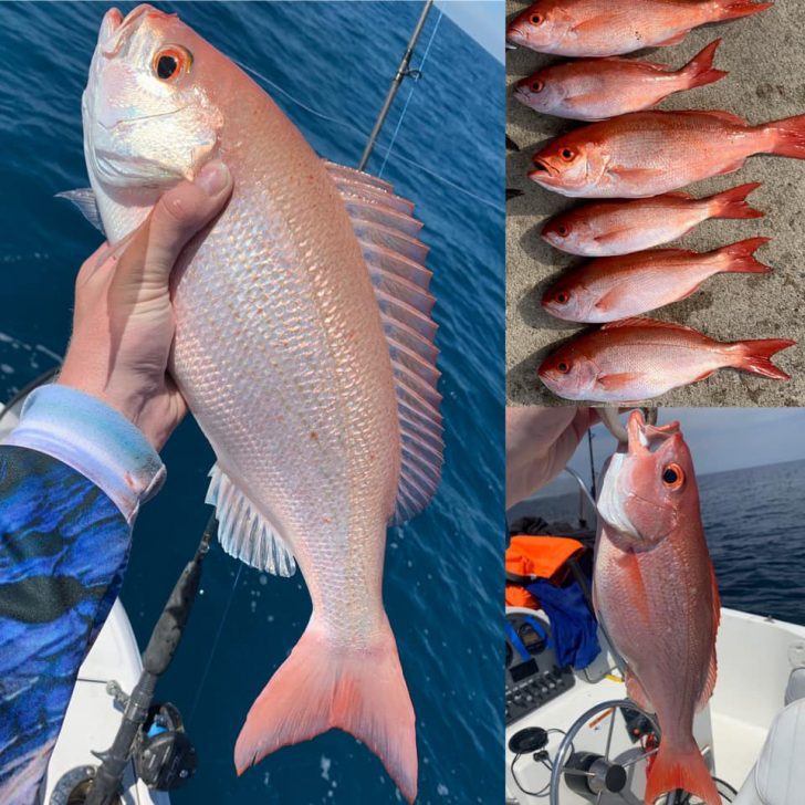 Fish School: Snapper Identification - Coastal Angler & The Angler Magazine