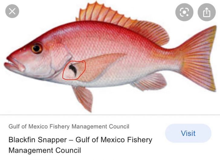 Fish School: Snapper Identification - Coastal Angler & The Angler Magazine