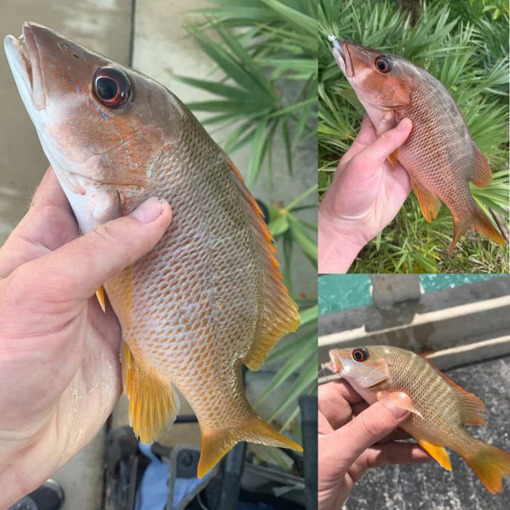 Fish School: Snapper Identification - Coastal Angler & The Angler Magazine