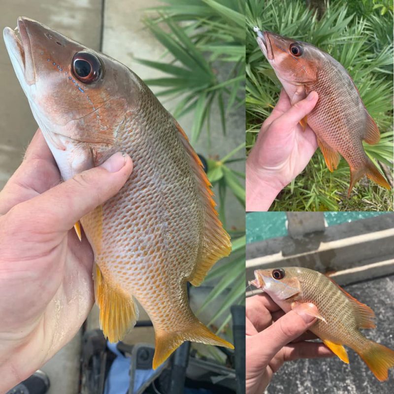 Fish School: Snapper Identification - Coastal Angler & The Angler Magazine