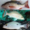 Fish School: Snapper Identification - Coastal Angler & The Angler Magazine