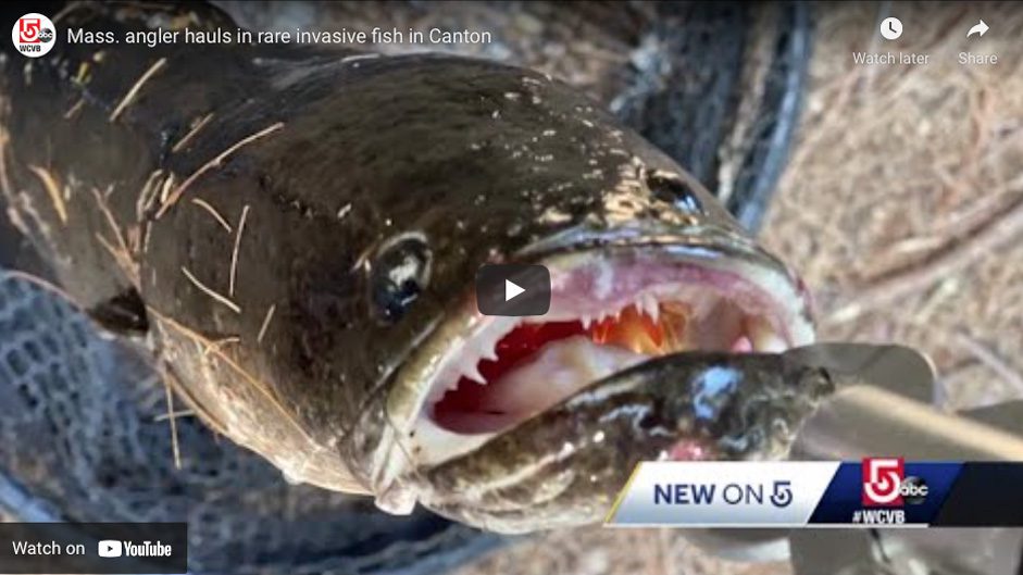 Massachusetts Angler Hauls In Rare Invasive Fish In Canton | Coastal ...