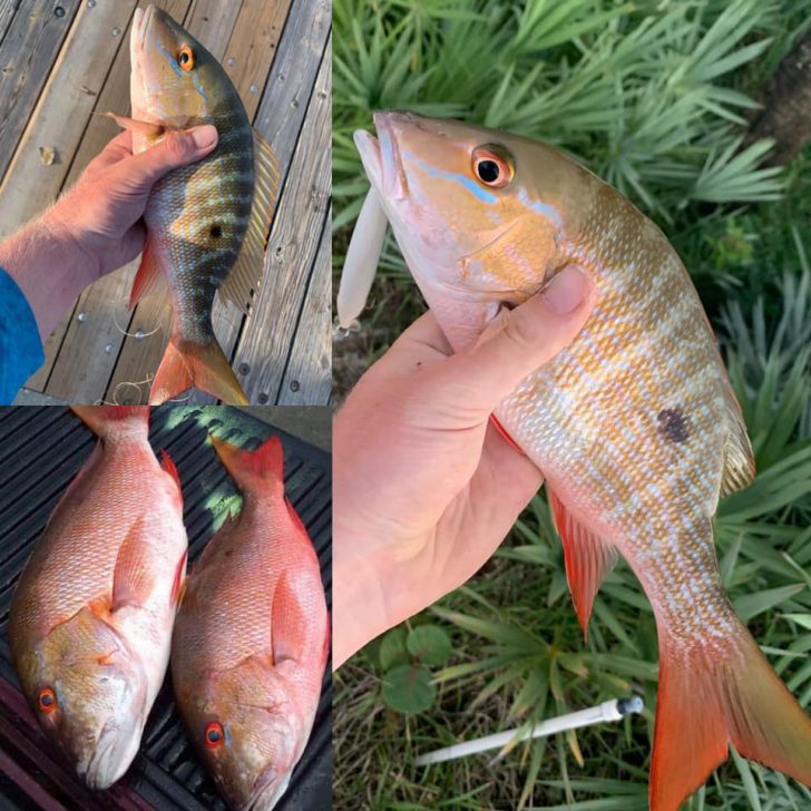 Fish School: Snapper Identification - Coastal Angler & The Angler Magazine