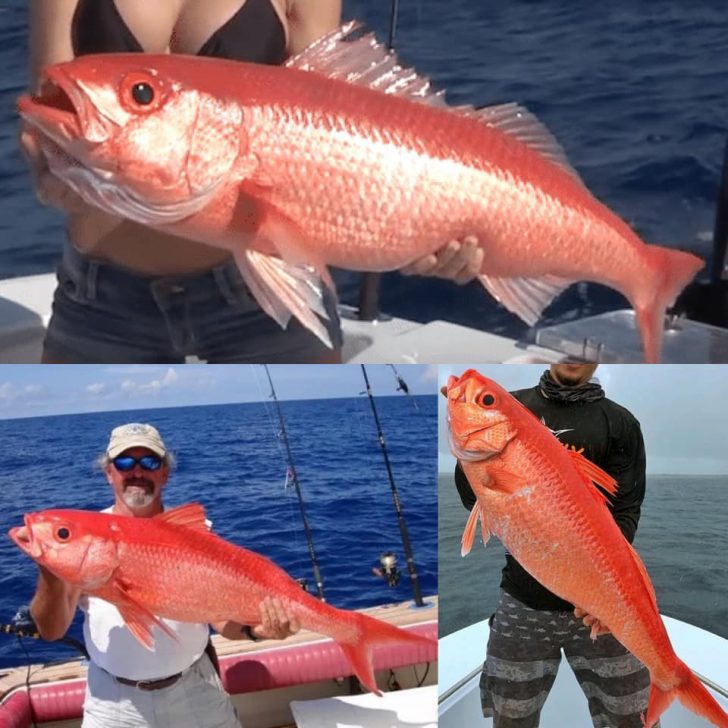 Fish School: Snapper Identification - Coastal Angler & The Angler Magazine