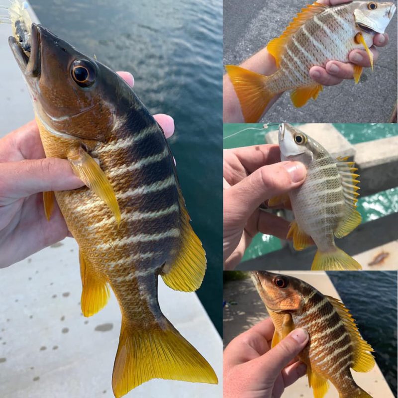 Fish School: Snapper Identification - Coastal Angler & The Angler Magazine