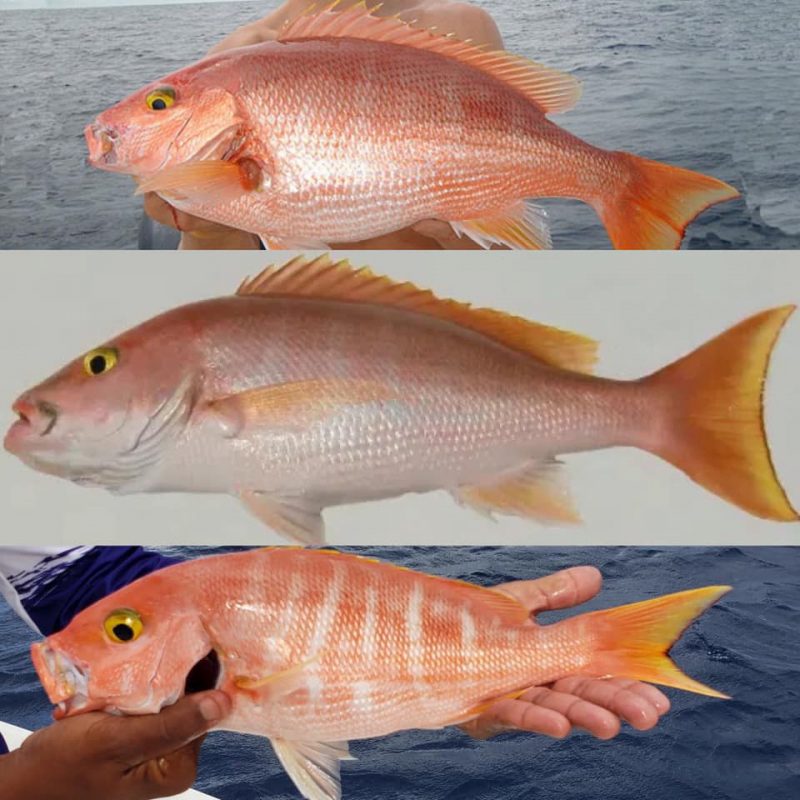 Fish School: Snapper Identification - Coastal Angler & The Angler Magazine