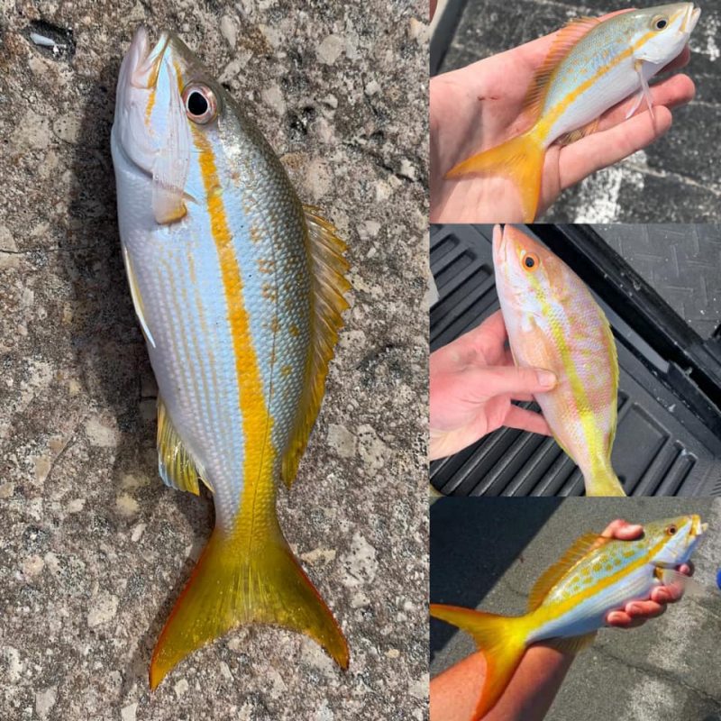 Fish School: Snapper Identification - Coastal Angler & The Angler Magazine