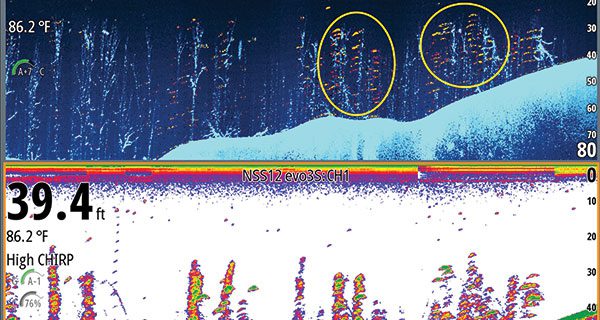 Fishing In The Forest - Coastal Angler & The Angler Magazine
