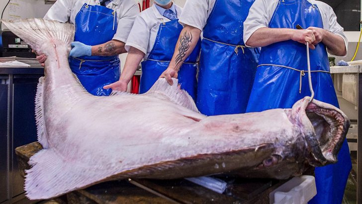 Massive Halibut Weighing 287 Pounds Sells For Nearly $1,400 - Coastal ...