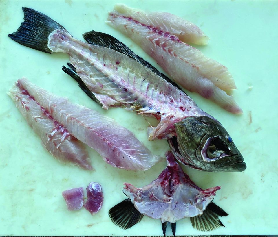 Fish of Florida, Gag grouper! - Coastal Angler & The Angler Magazine