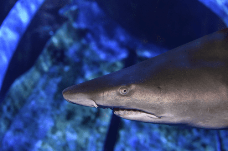 Majestic Sand Tiger Sharks Introduced to Mystic Aquarium’s Shark Lagoon ...
