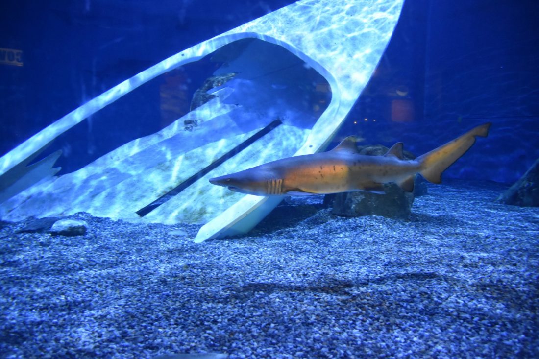 Majestic Sand Tiger Sharks Introduced to Mystic Aquarium’s Shark Lagoon Exhibit - Coastal Angler ...