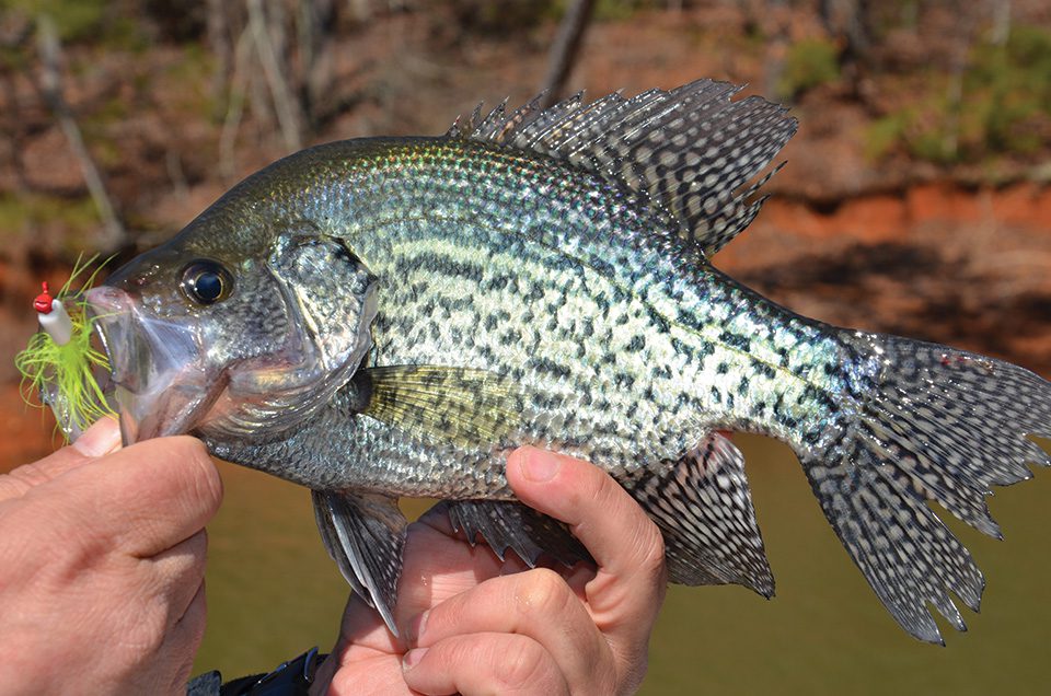 Catch More Crappie - Coastal Angler & The Angler Magazine